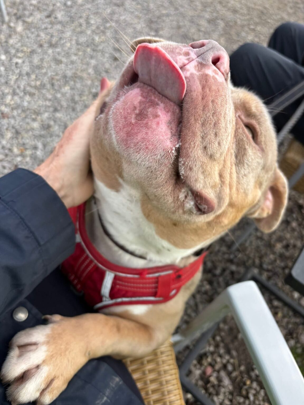 Bruce – Cardiff Dogs Home