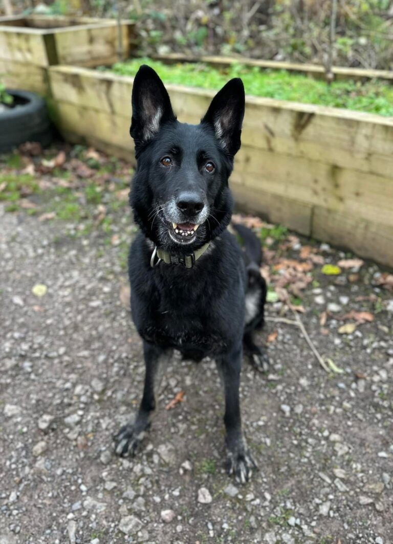 Holly – Cardiff Dogs Home