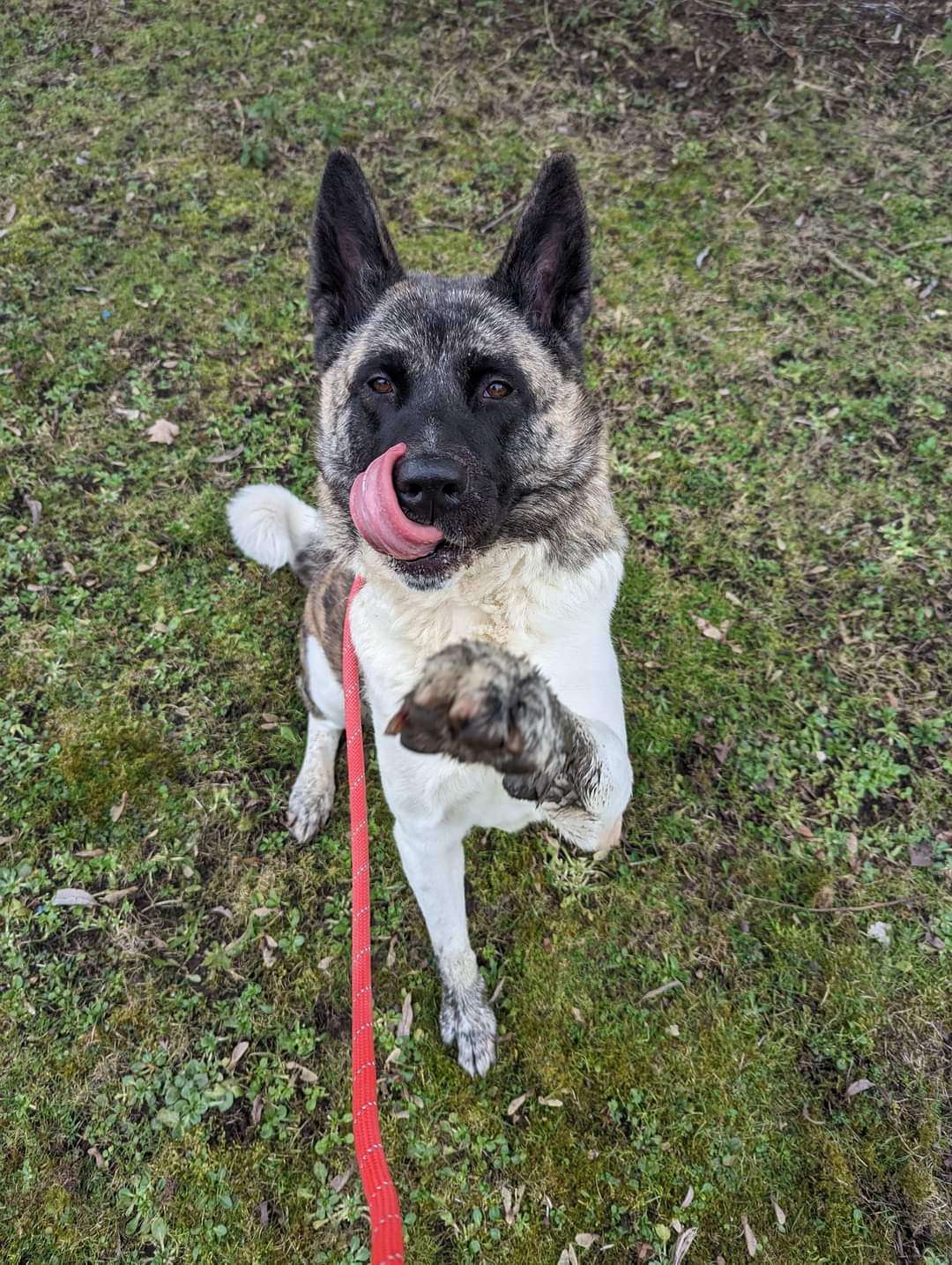 Welcome to Cardiff Dogs Home - Cardiff Dogs Home