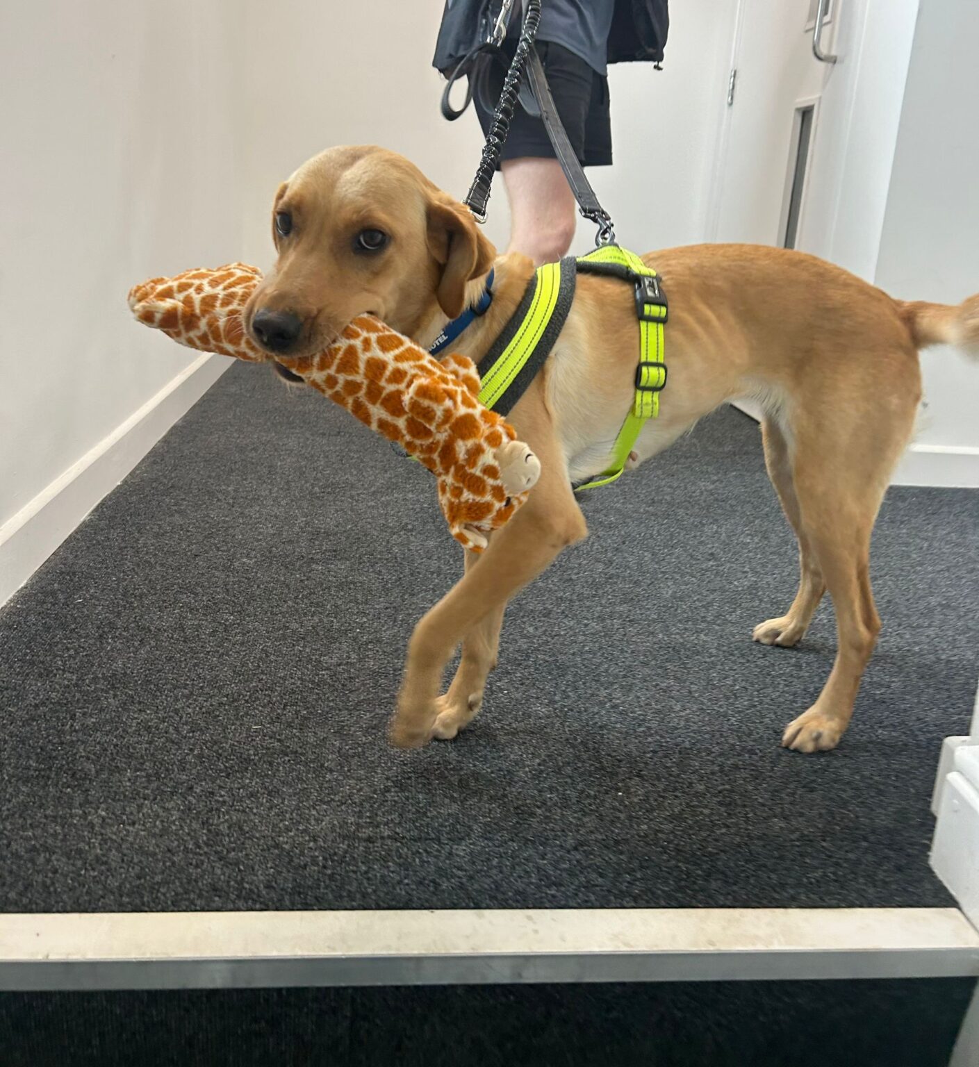 Rose – Cardiff Dogs Home