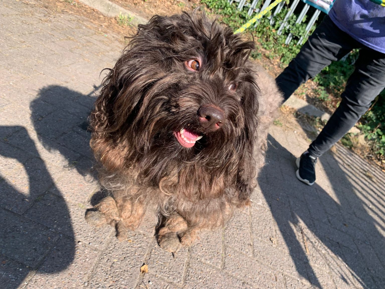 Illtrid – Cardiff Dogs Home