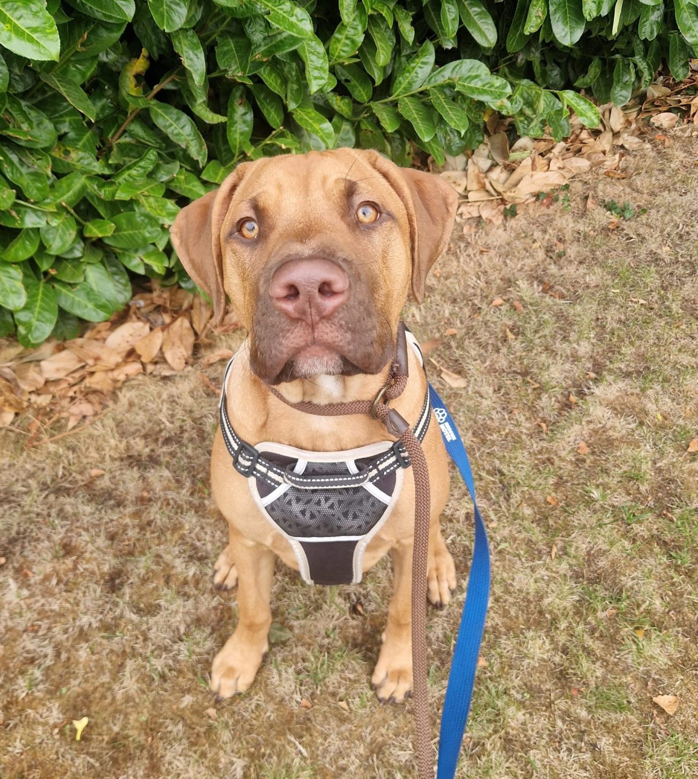 Maxx – Cardiff Dogs Home