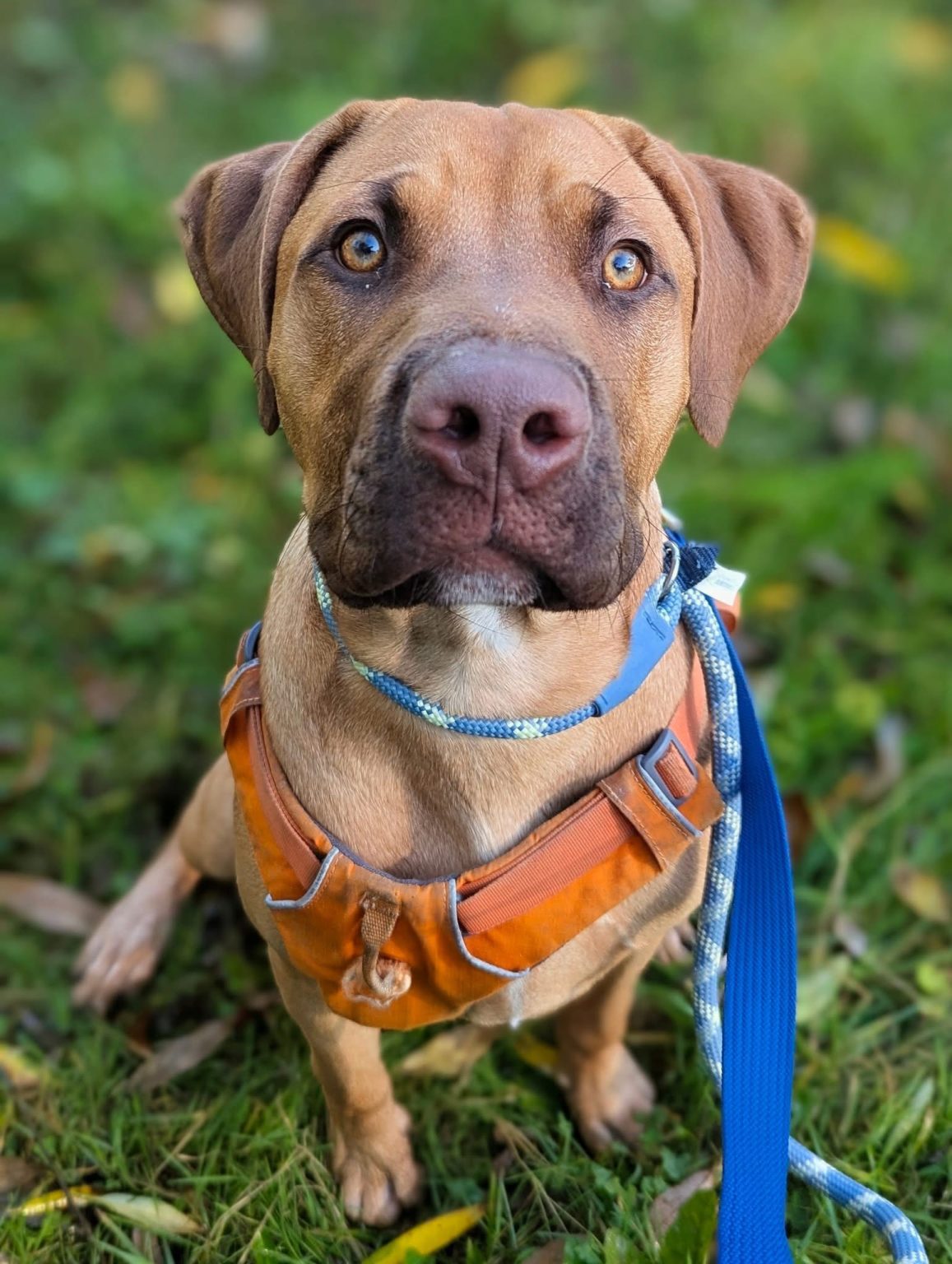 Maxx – Cardiff Dogs Home