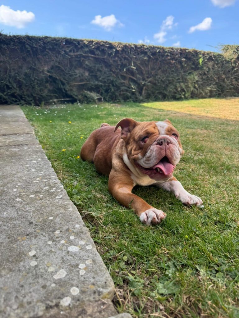 Belle – Cardiff Dogs Home