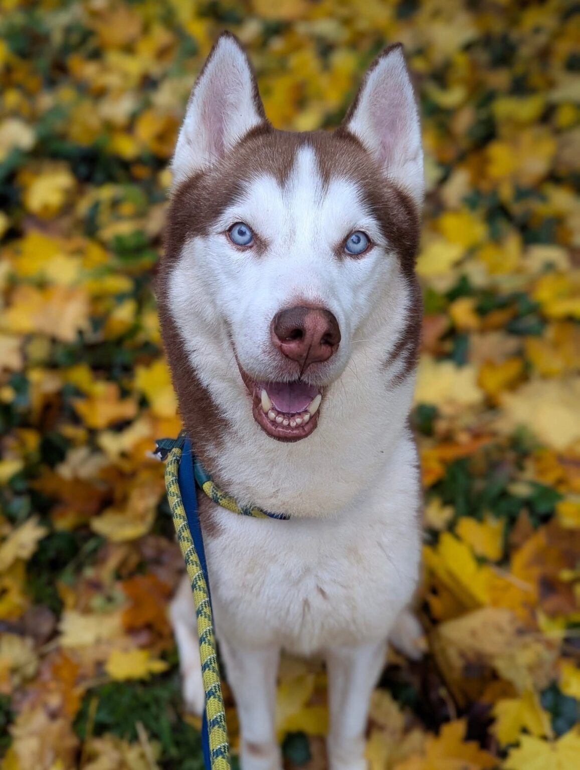 Bruno – Cardiff Dogs Home