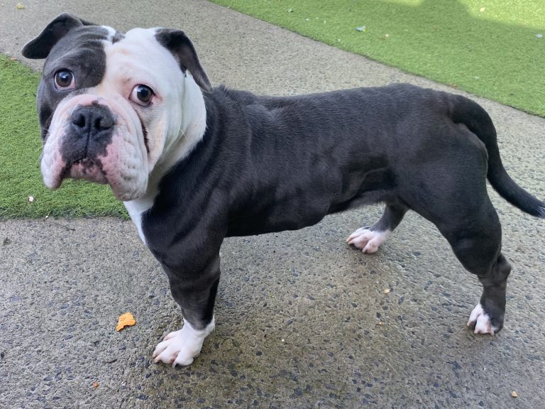 Dogs available for rehoming - Cardiff Dogs Home