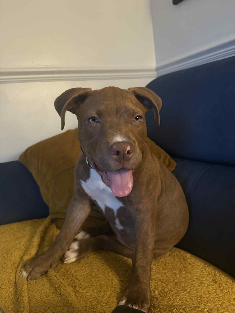 Ruby-Roo – Cardiff Dogs Home