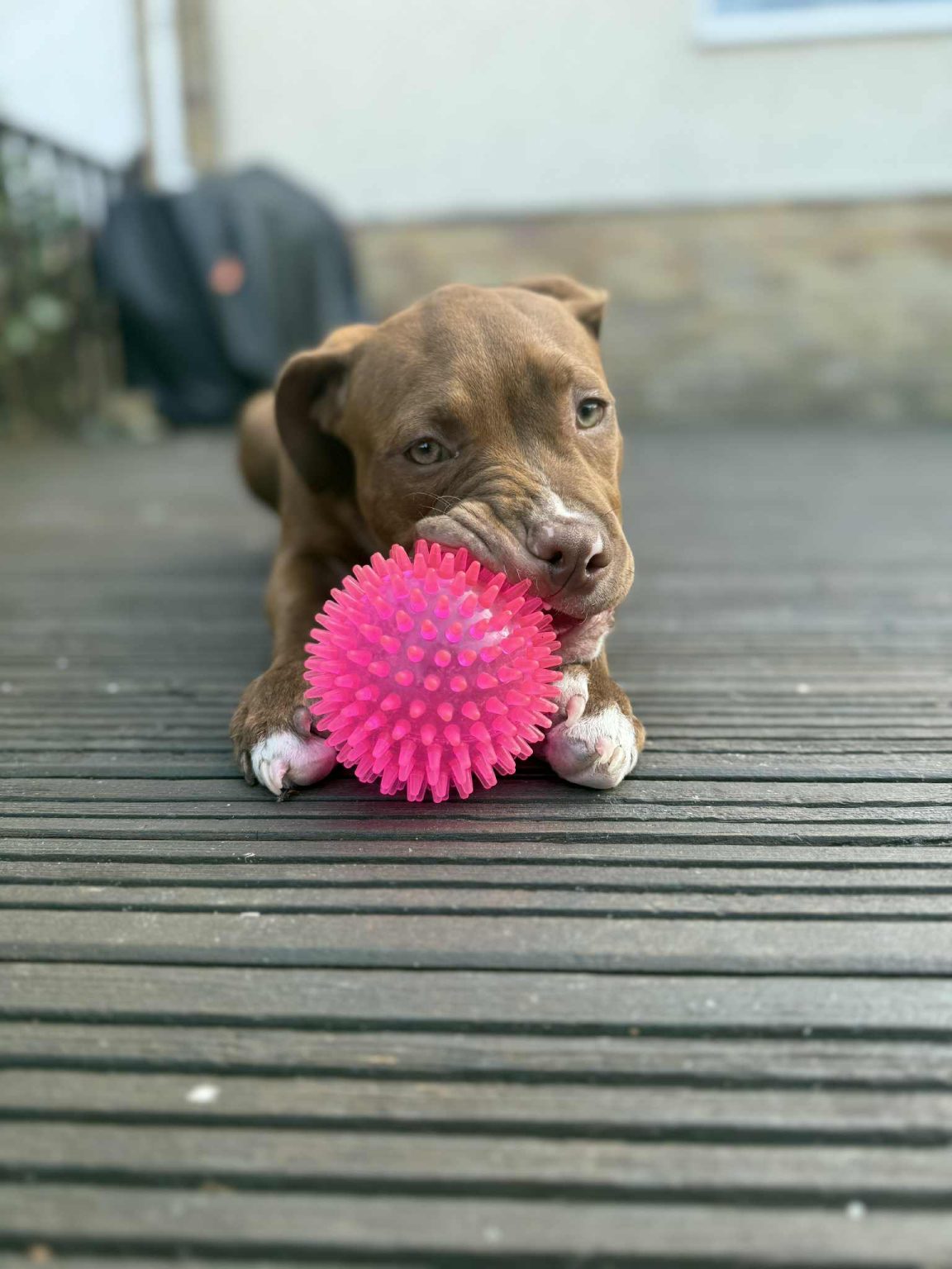 Ruby-Roo – Cardiff Dogs Home