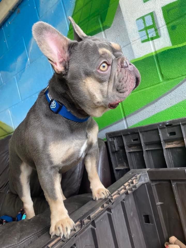 Cardiff Dogs Home – Rehome a dog