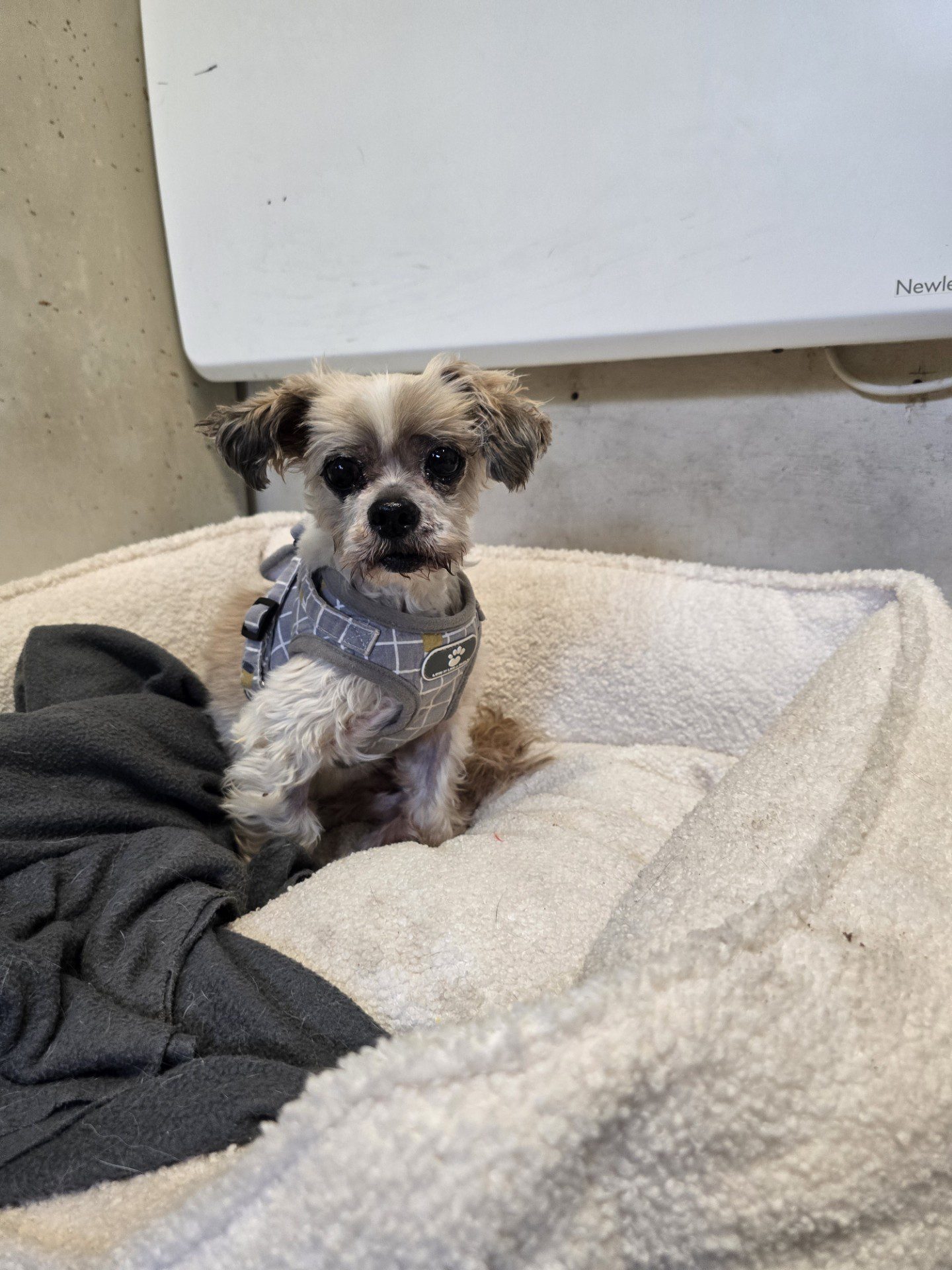 Daisy – Cardiff Dogs Home