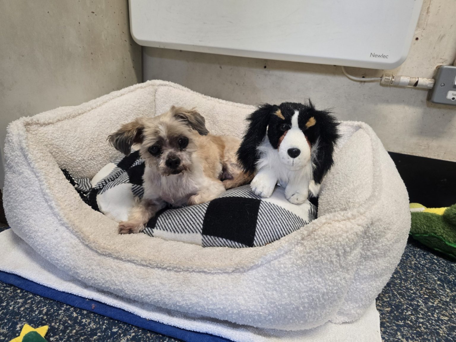 Daisy – Cardiff Dogs Home