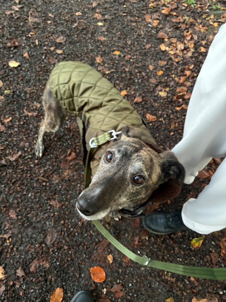 Henry – Cardiff Dogs Home