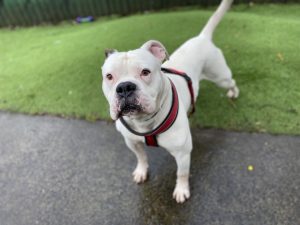 Dogs available for rehoming - Cardiff Dogs Home