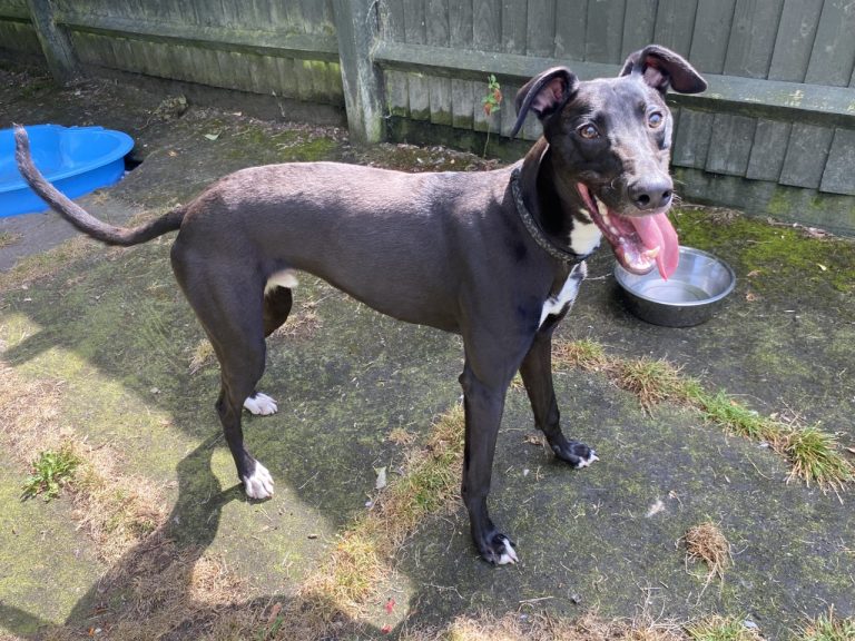 Dogs available for rehoming - Cardiff Dogs Home